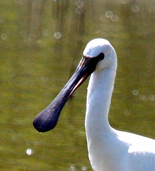 INVESTIGANDO EN CLASE DE CIENCIAS: DIFERENTES TIPOS DE PICOS