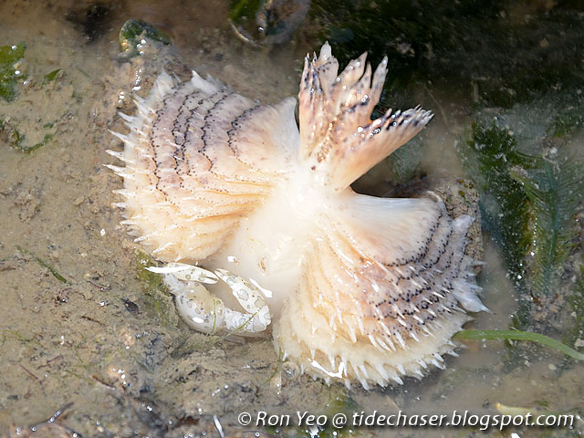 tHE tiDE cHAsER: Sea Pens (Phylum Cnidaria: Order Pennatulacea) of ...