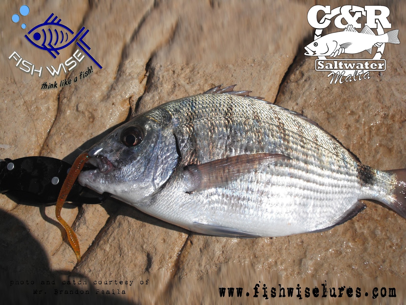 fishwiselures.com: LRF - A matter of refinement and delicacy fishing!!