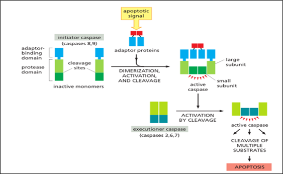 DNA Repair, Autofag, Apoptosis