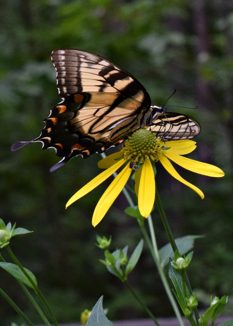 Using Georgia Native Plants: Eastern Tiger Swallowtail – Georgia State ...