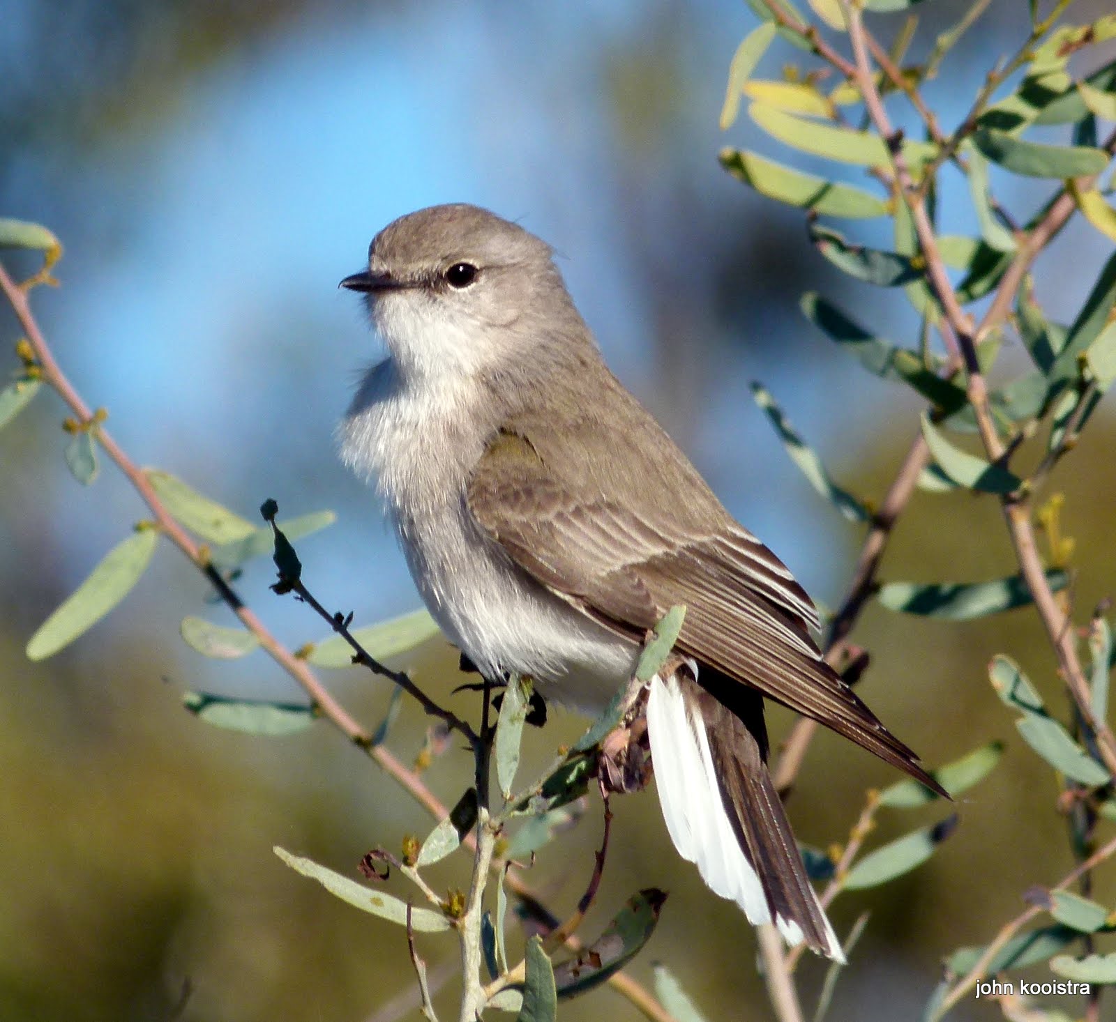 QUEENSLAND BIRDER - Birds and the natural world at home and away ...