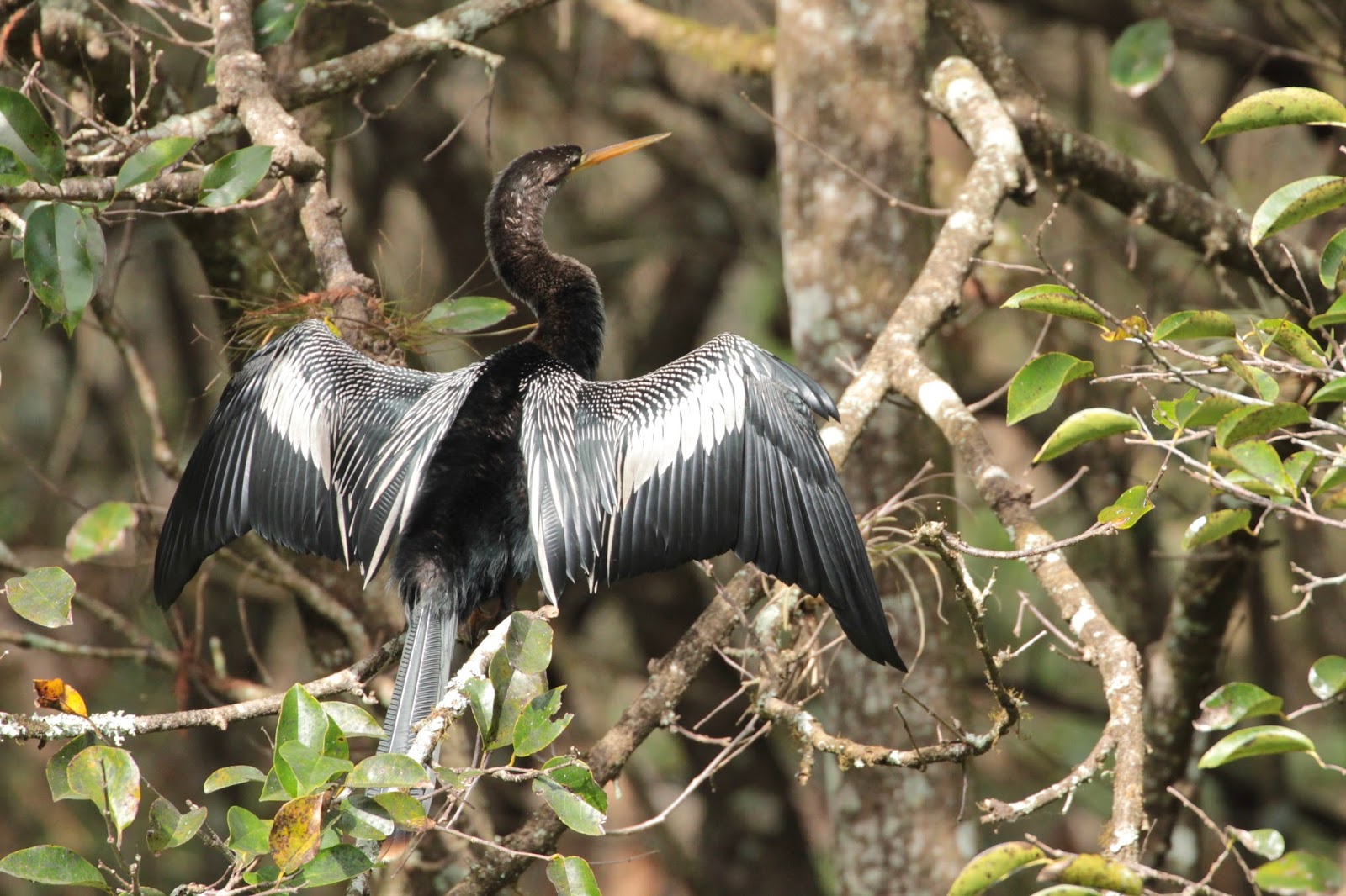 Southwest Daily Images: Birds of the Corkscrew Swamp Sanctuary