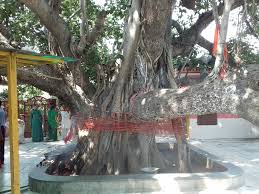 THE BITTER TRUTH: Akshayavat