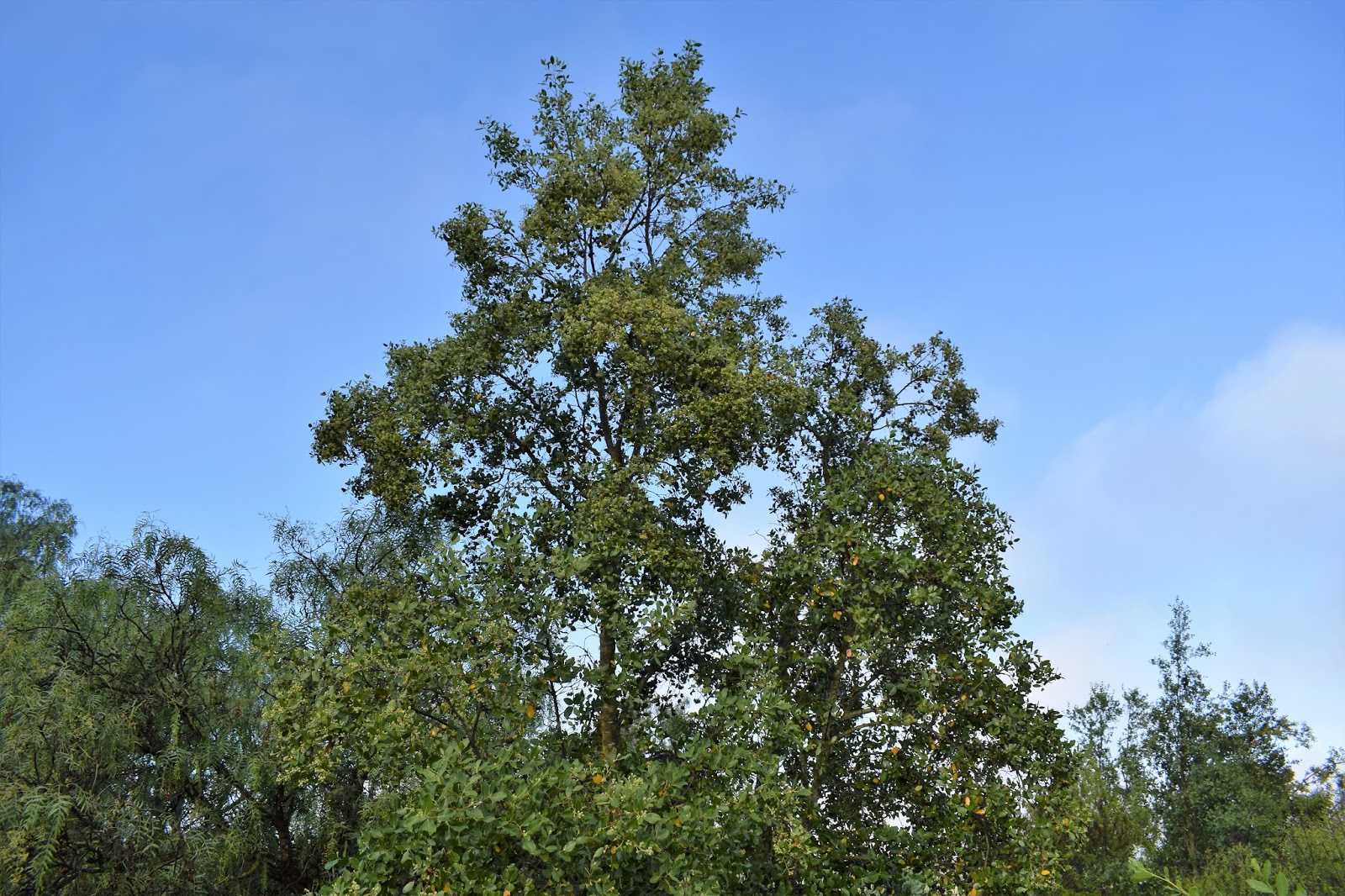 Fernando Ruz: Plantas nativas de Chile: Quillay, küllay, Quillaja saponaria