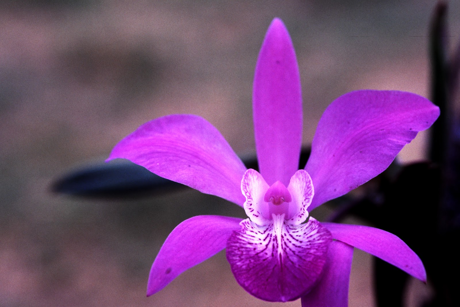 foto y natura: Laelia speciosa
