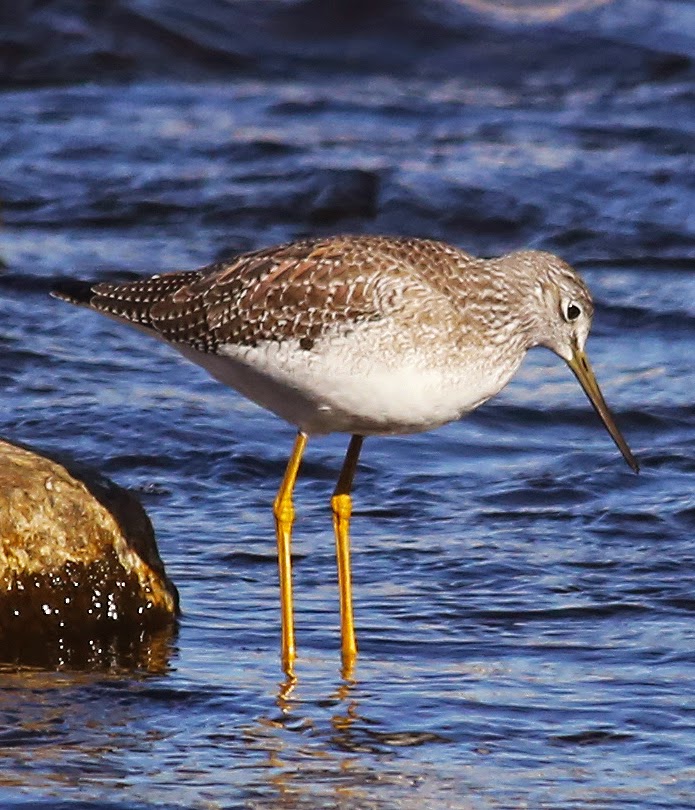 All of Nature: Yellowlegs Shorebirds Migrating South