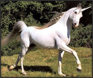 NoodleCowAndCo: Unicorns...