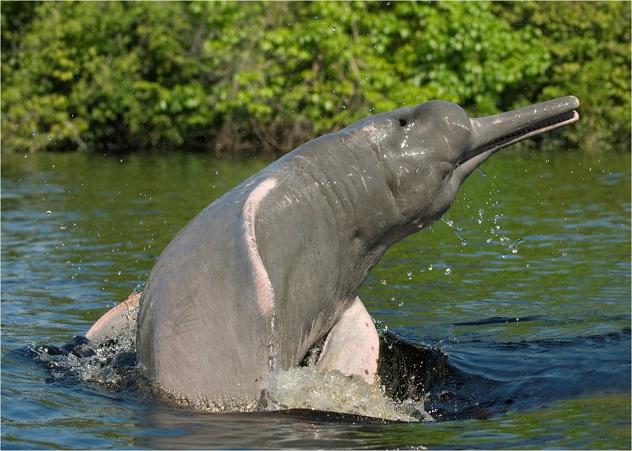 Mosqueirando: MEIO AMBIENTE: AMEAÇAS À EXISTÊNCIA DO BOTO NA AMAZÔNIA