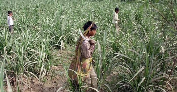 Forced child labour rampant in Uttar Pradesh sugarcane fields: Oxfam study