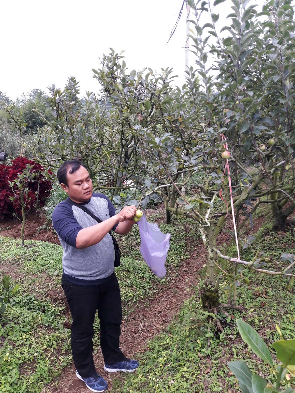 Mendadak Panen di Wisata Petik Apel - Batu, Malang! - Meykke Santoso