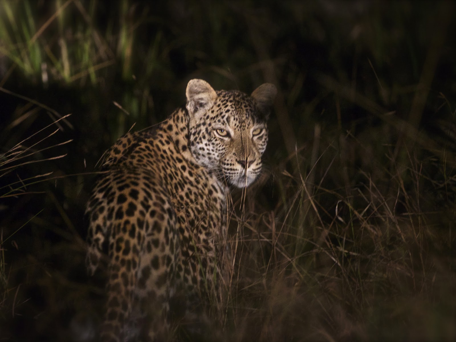 Tintswalo Ranger's Blog: Sightings Report: 6 - 27 May 2013