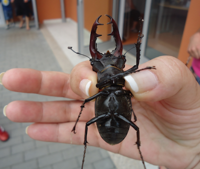 Os Meninos da C: LUCANUS CERVUS - vulgo vaca loura macho