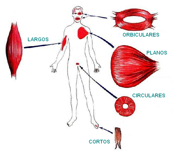 morfofisiologia: EL MUSCULO