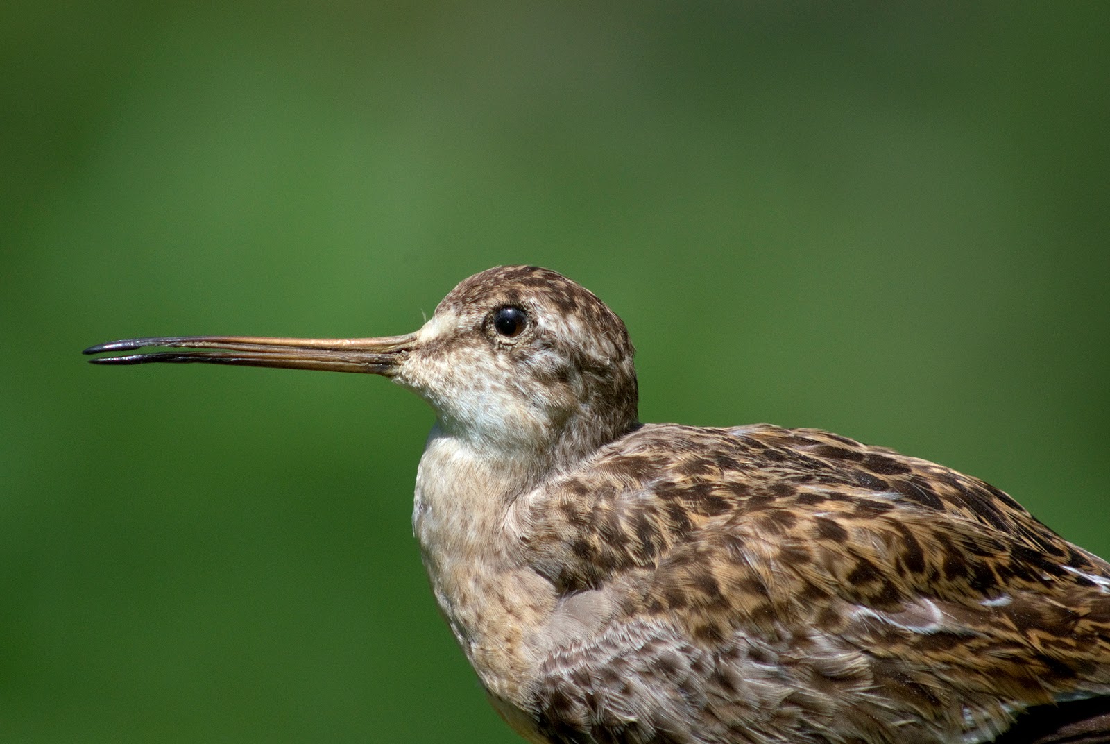 Jersey Digiscoping and More: Sony ALT-55