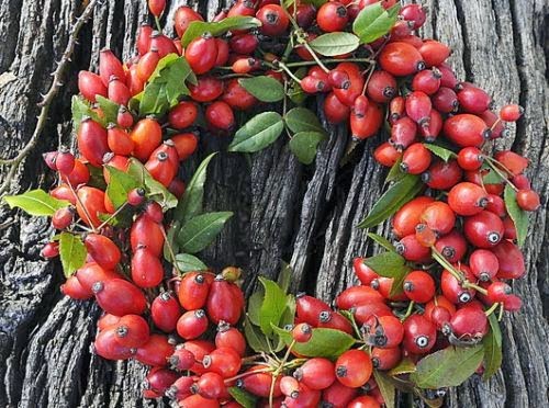 Ljekovita svojstva šipka: šipak, prirodni multivitamin ~ Biljem ...