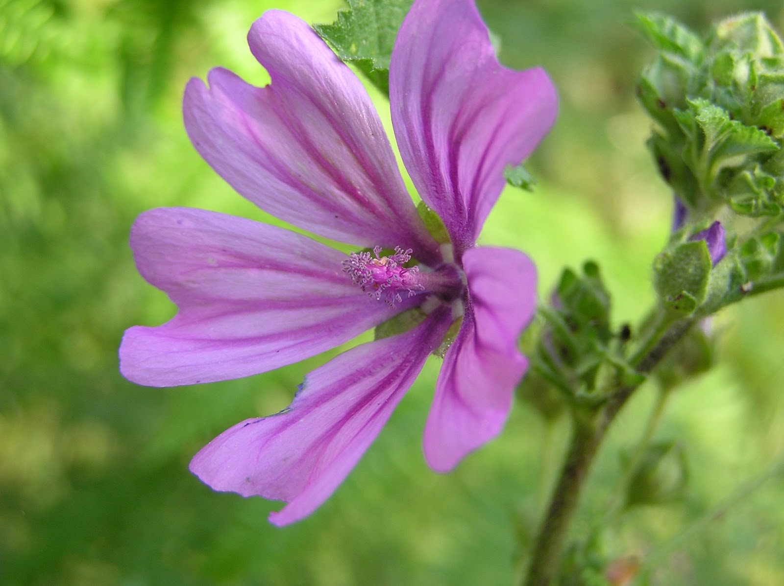 Flores Silvestres: Malva sylvestris