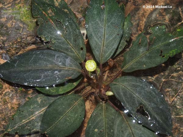 The rainforests of Borneo & Southeast Asia: Bucephalandra akantha