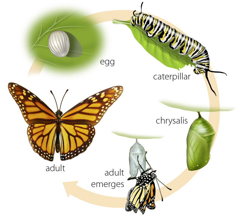 Los Sue os De Mario BUTTERFLIES LIFE CYCLE los-sue-os-de-mario-butterflies-life-cycle