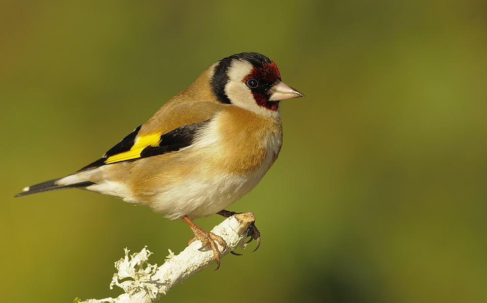 fotografia de naturaleza: Granivoros.