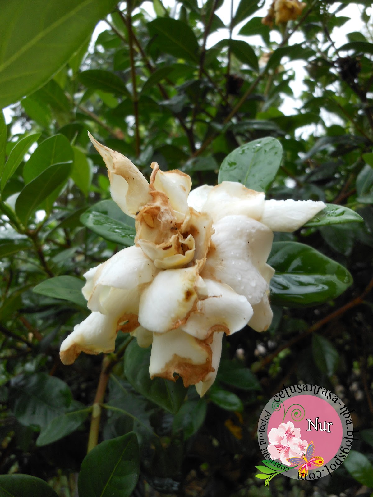 16+ Gambar Sketsa Bunga Layu, Koleksi Cemerlang!