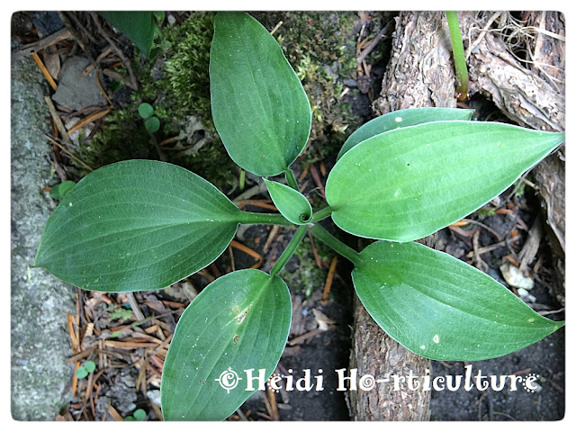 Heidi Horticulture: Collecting Hosta Seeds: Update (2 years later)