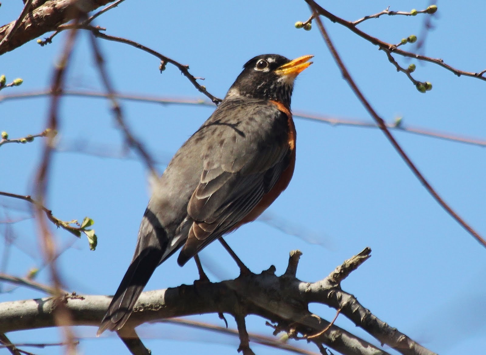 American Robin Singing! | Nature on the Edge of New York City