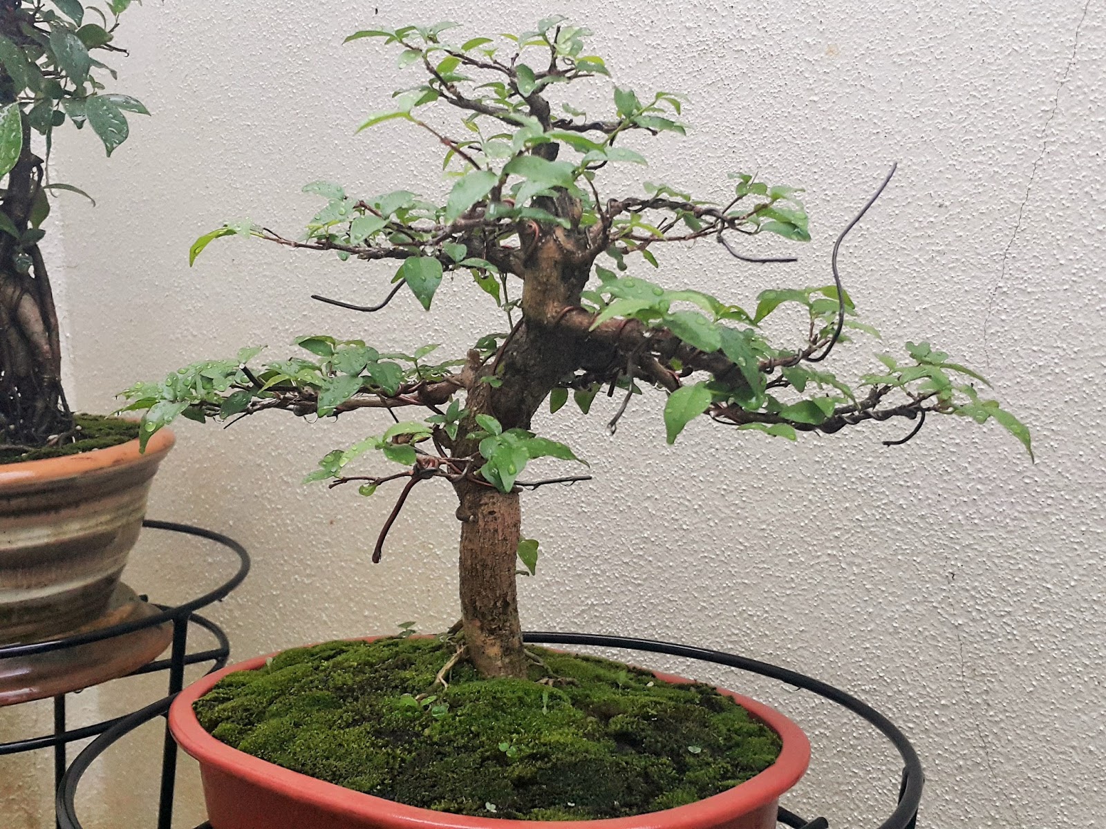 blog of amir rofie: Bonsai: Kemaskini Santalia1 (Sep 2017)