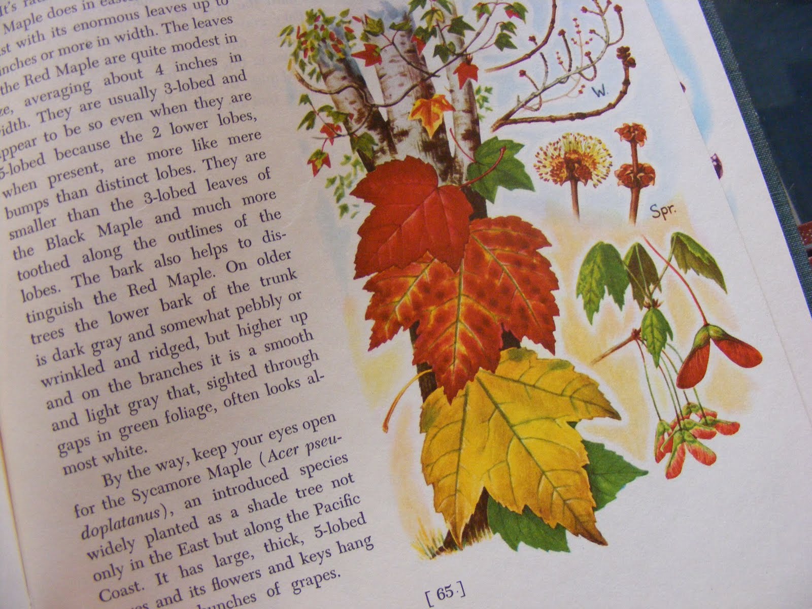 Books in Northport: Leaves of Leaves (Really)