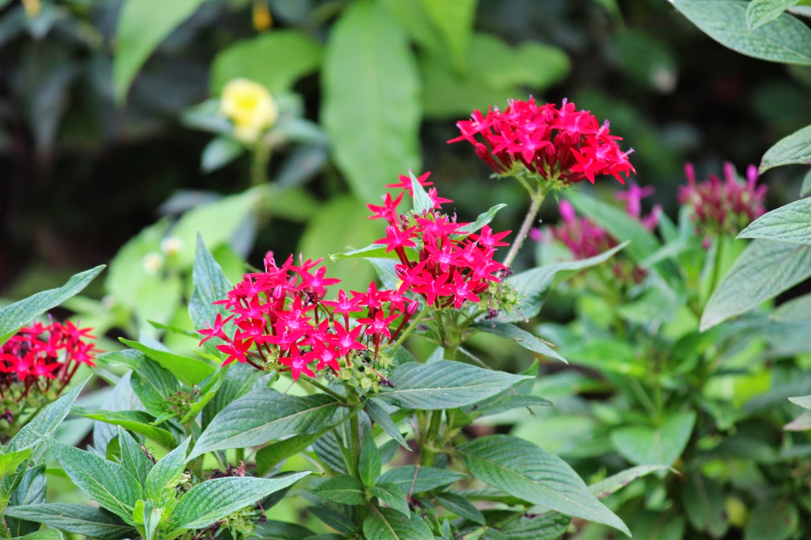 Uma flor por dia: Pentas
