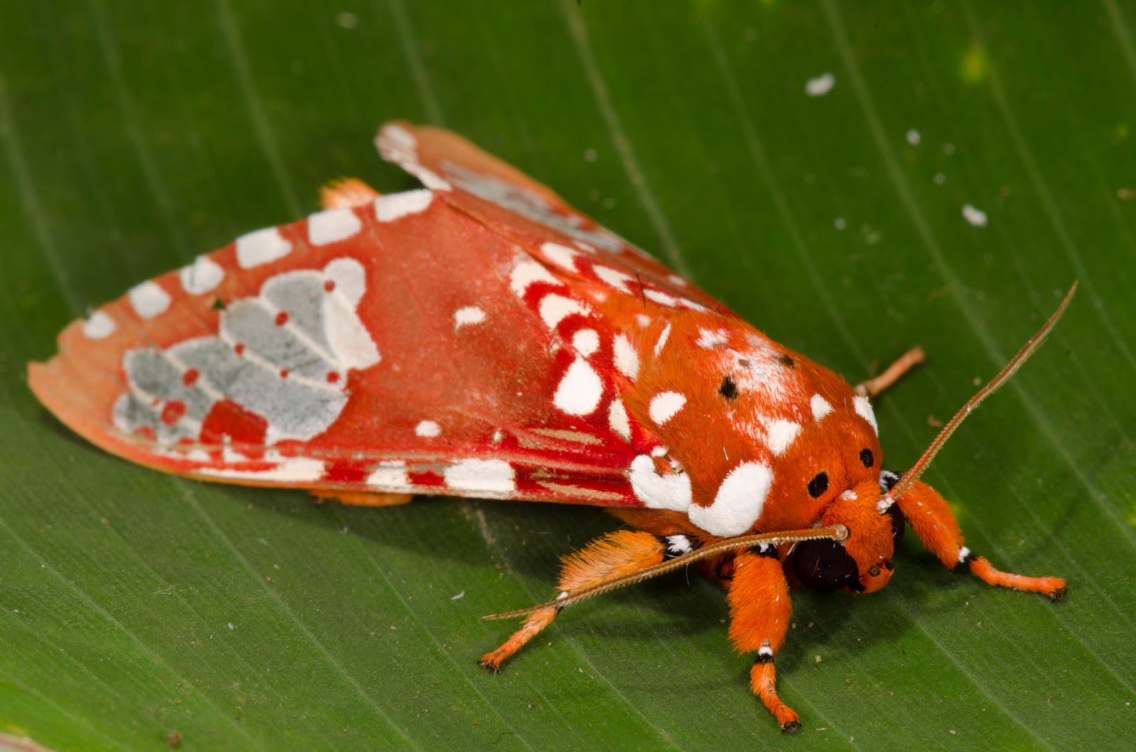 Connecticut Audubon Society: Young Researchers Explore Costa Rican ...