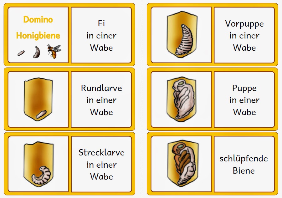 Kerstins Krabbelwiese: Honigbiene