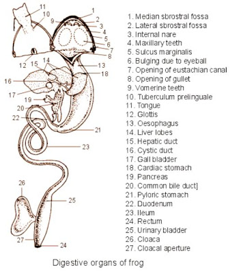 Standard Note: Digestion of Food in Frog