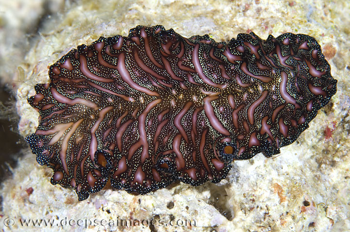 Natureza de mármore: Planárias | De um jeito simples, para os jovens ...