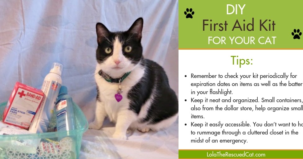 DIY First Aid Kit for Your Cat | Lola The Rescued Cat