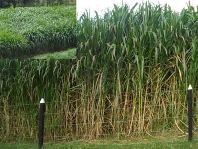 Pastos y Forrajes: PASTO KING GRASS