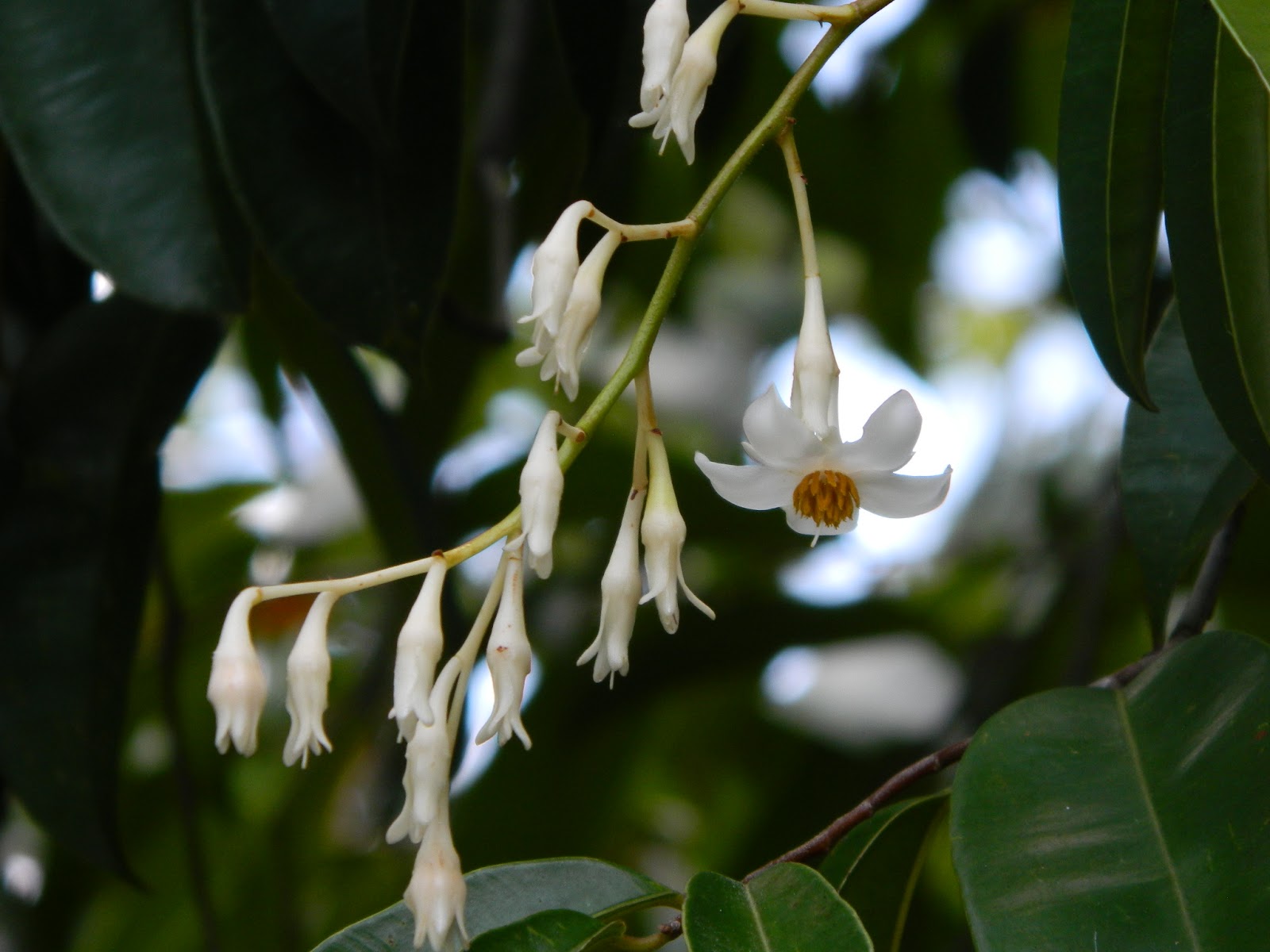 Taman Botani Putrajaya Lokasi Lawatan Yang Menarik |MyRokan