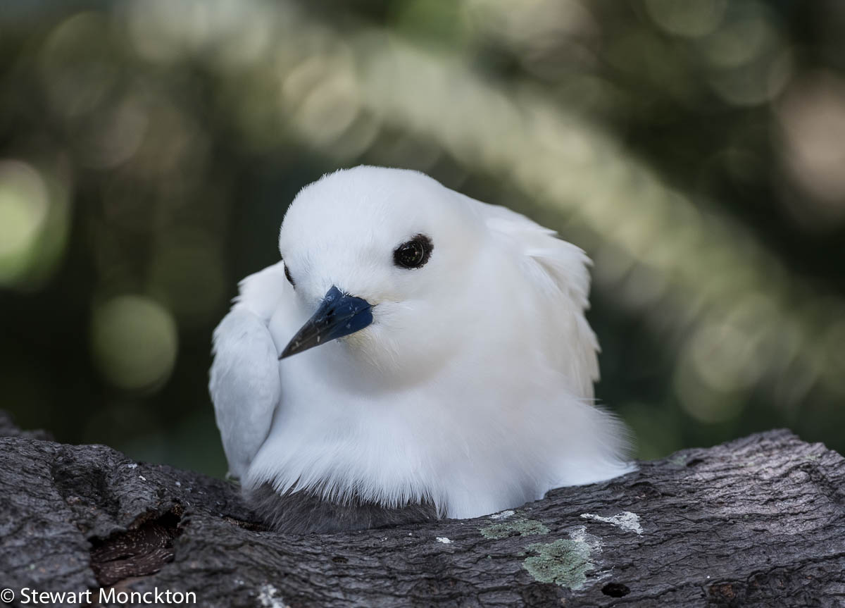 Paying Ready Attention - Photo Gallery: Wild Bird Wednesday 190 - White ...