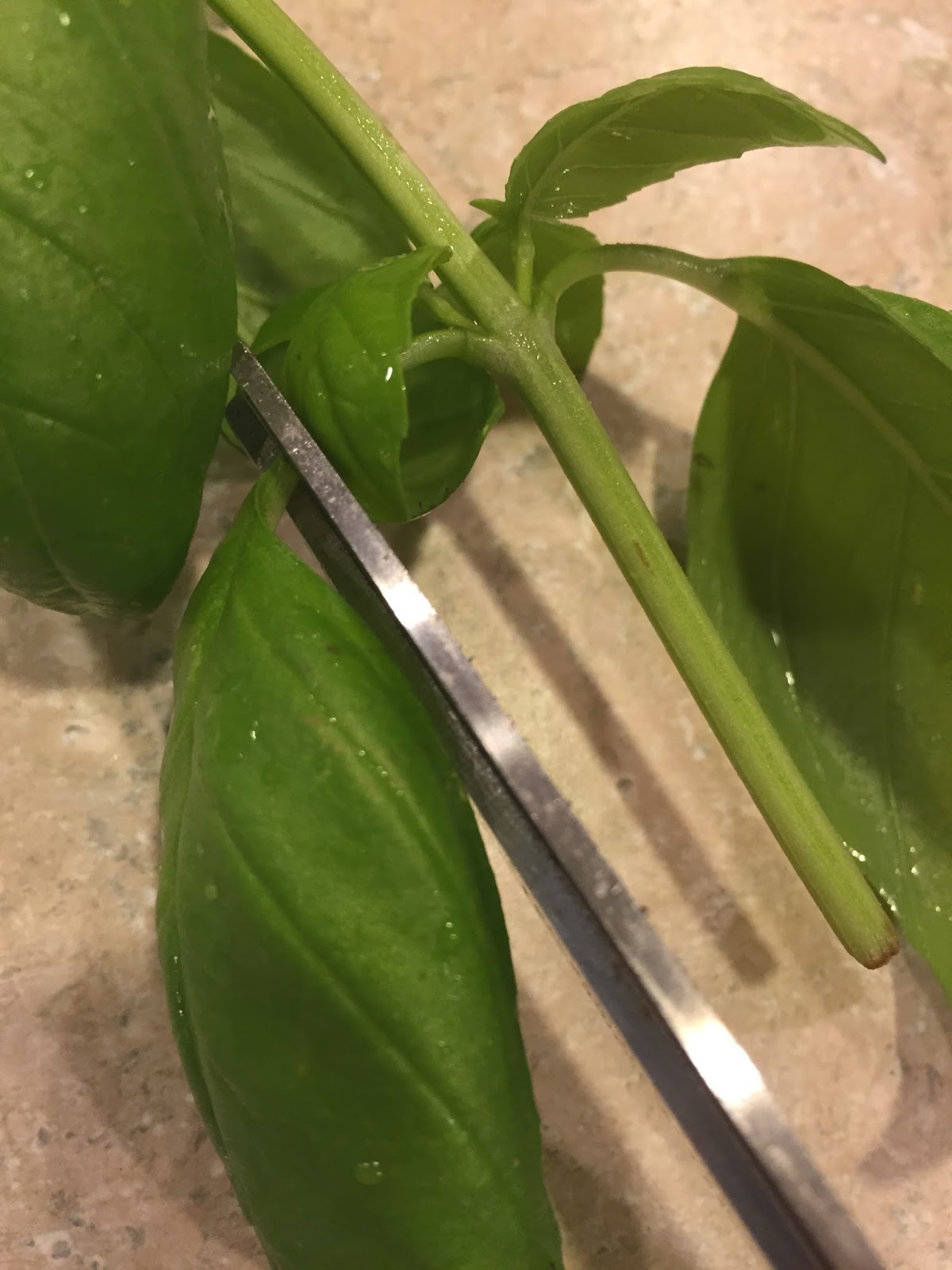 Fluffy Bums and Muddy Boots : Harvesting & Drying Fresh Basil