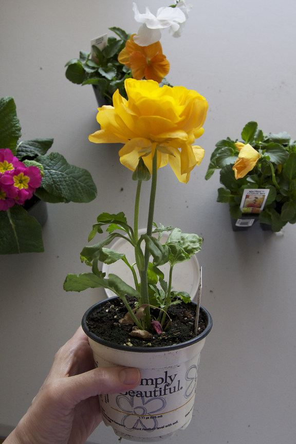 Toronto Balcony Gardening: Pansies, Ranunculus for the first balcony ...