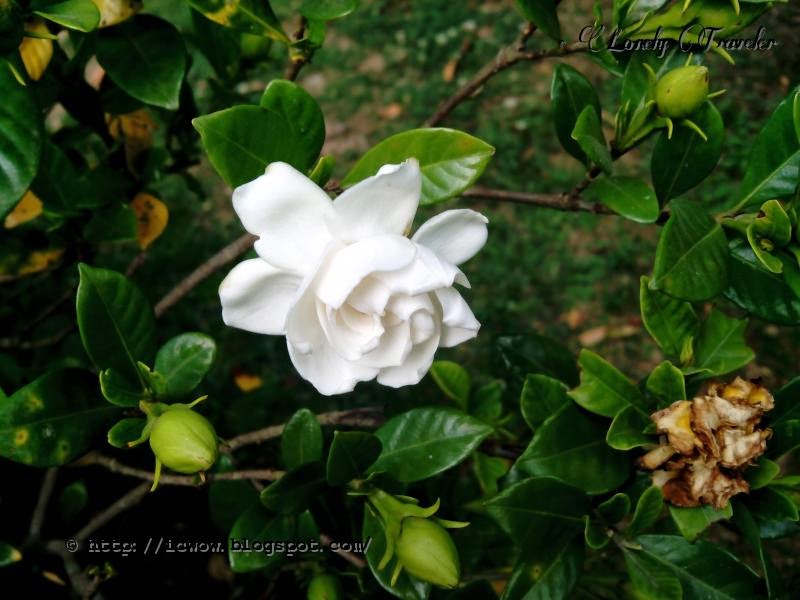 Gondhoraj - Gardenia jasminoides