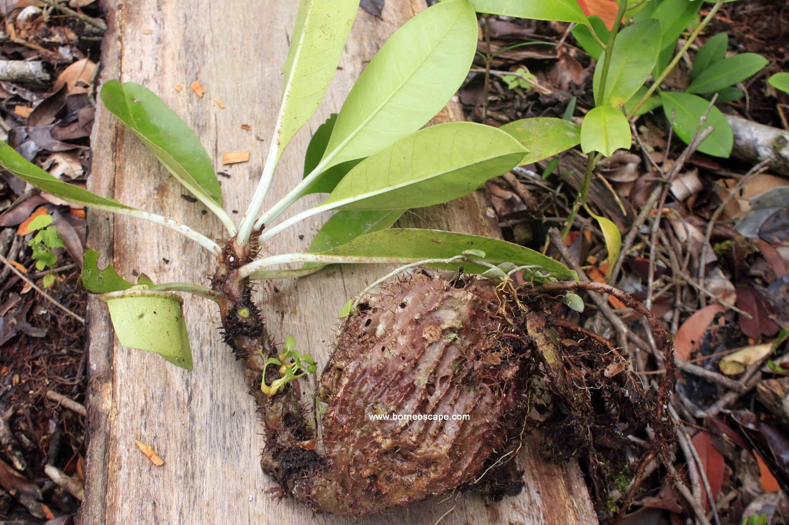 Ornamental Plant from Peat forest in Heart of Borneo - BorneoScape