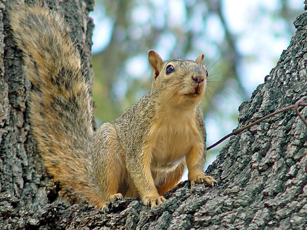 The Fox Squirrel | The Wildlife