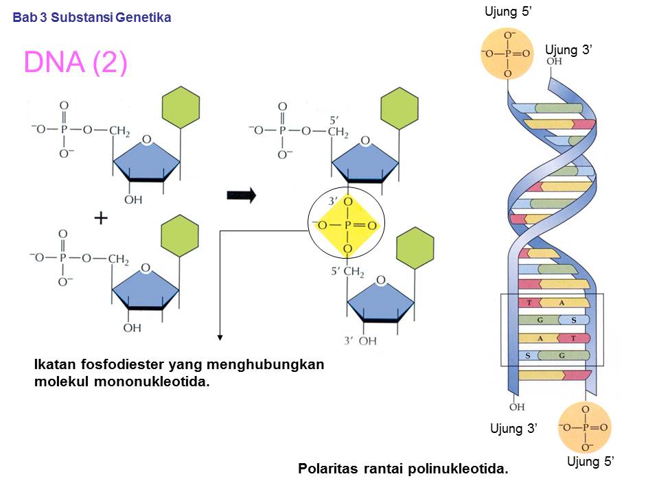 SUBSTANSI GENETIKA | BIOLOGI STPC