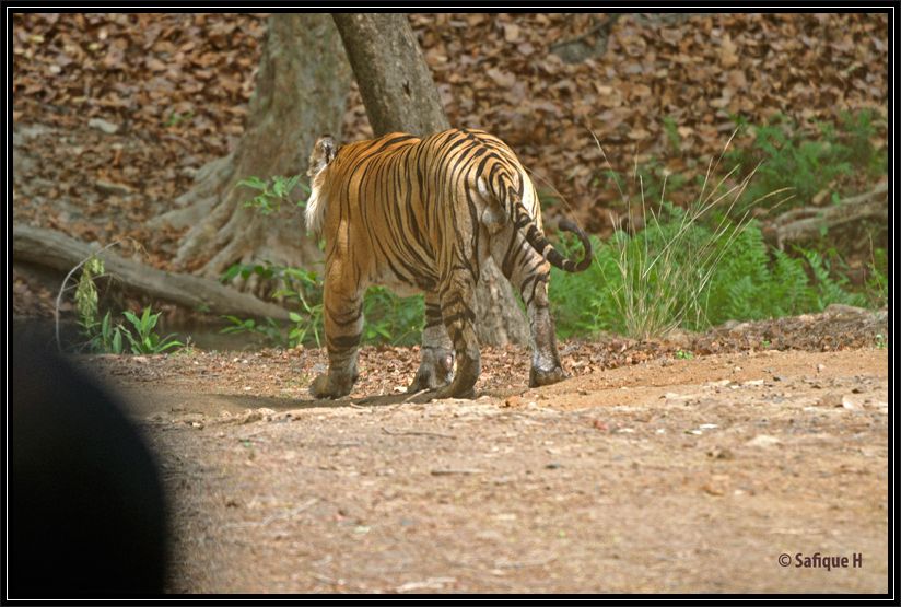 Nature Beckons: Audacity of a Tiger: My spectacular 4 days at Bandhavgar