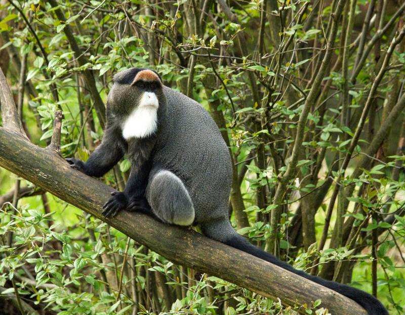 Debrazza Monkey Facts | Informating & New Pictures | All Wildlife ...