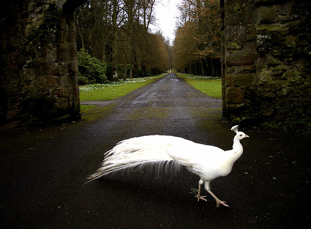 Bandanamom: Shutterbug