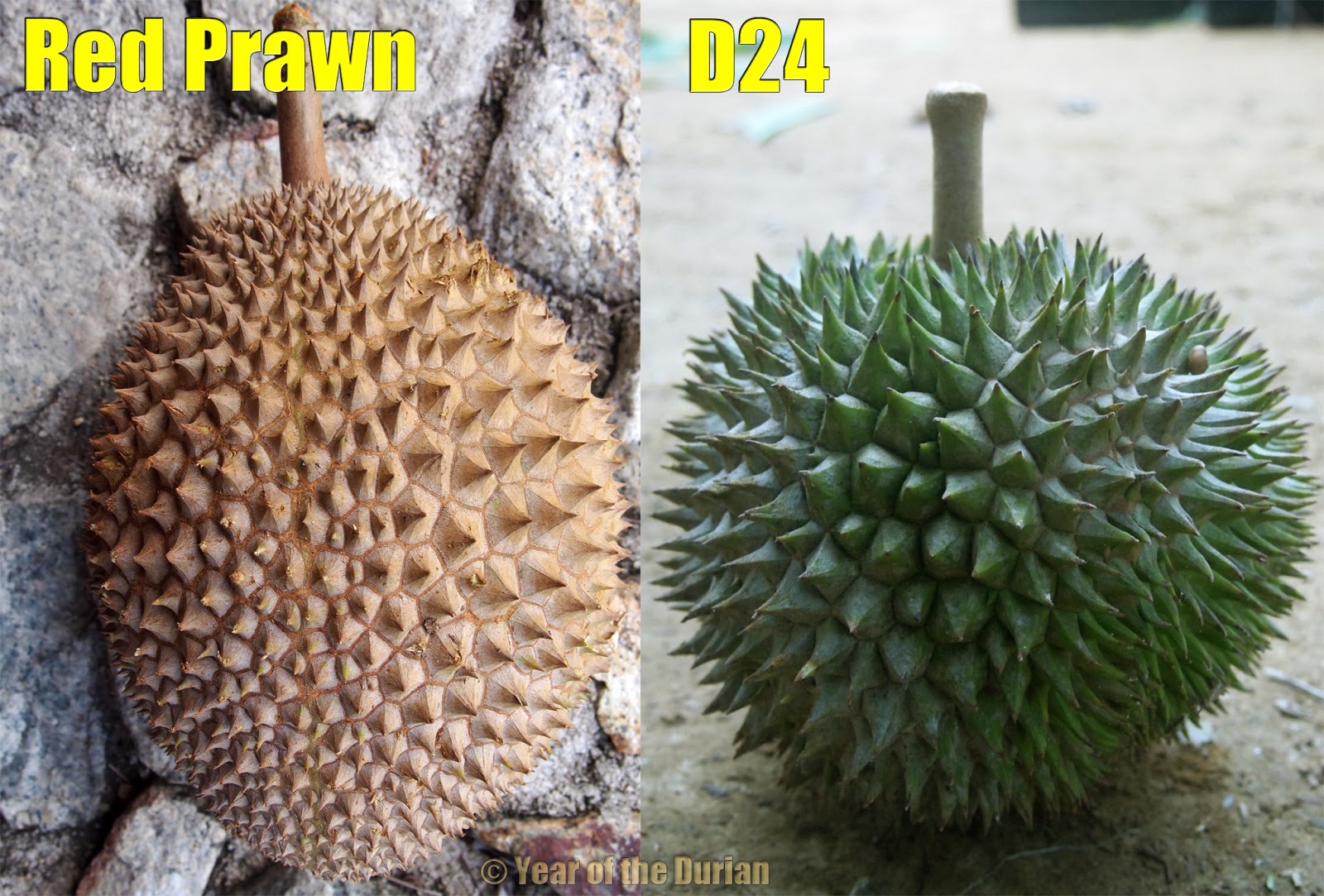 How to Identify Red Prawn Durians
