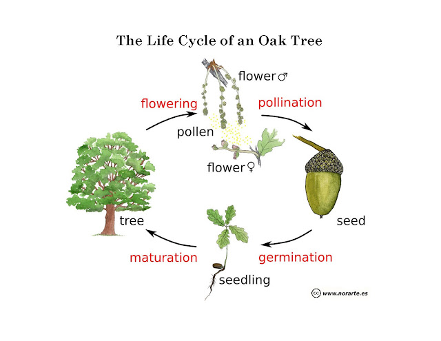 Learning Among the Oaks Nature Journal: Oaks have flowers ~ where ...