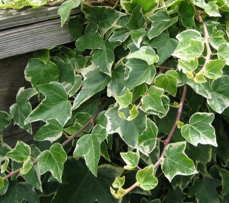 JOSY-SAÚDE: HEDERA HELIX L
